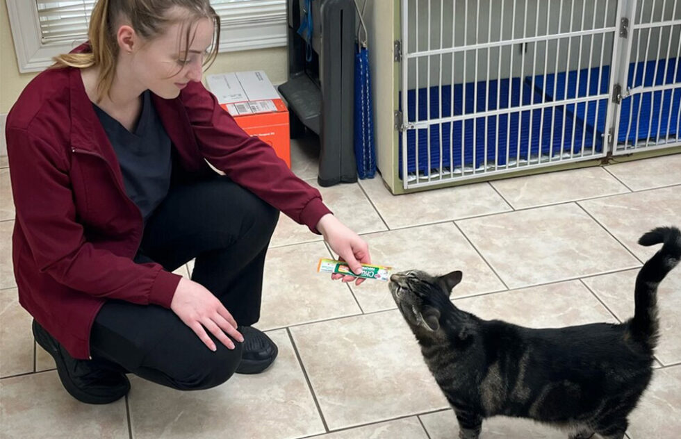 Boarding Release Form | Animal Hospital Of Tiffin Boarding Release Form | Animal Hospital Of Tiffin